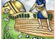 La parábola de la semilla de mostaza - Parabolas - IGLESIA.INFO